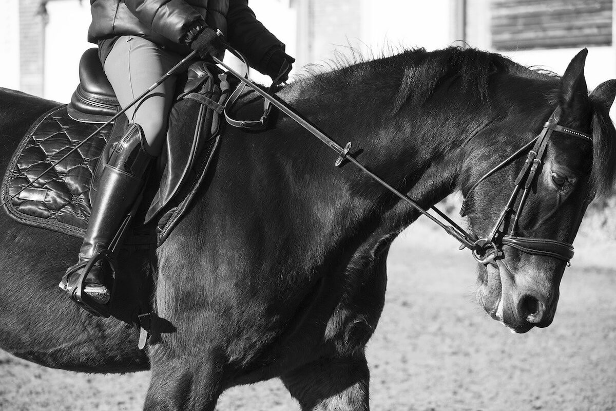 Afford Horse Riding Lessons – Budget Tips That Work