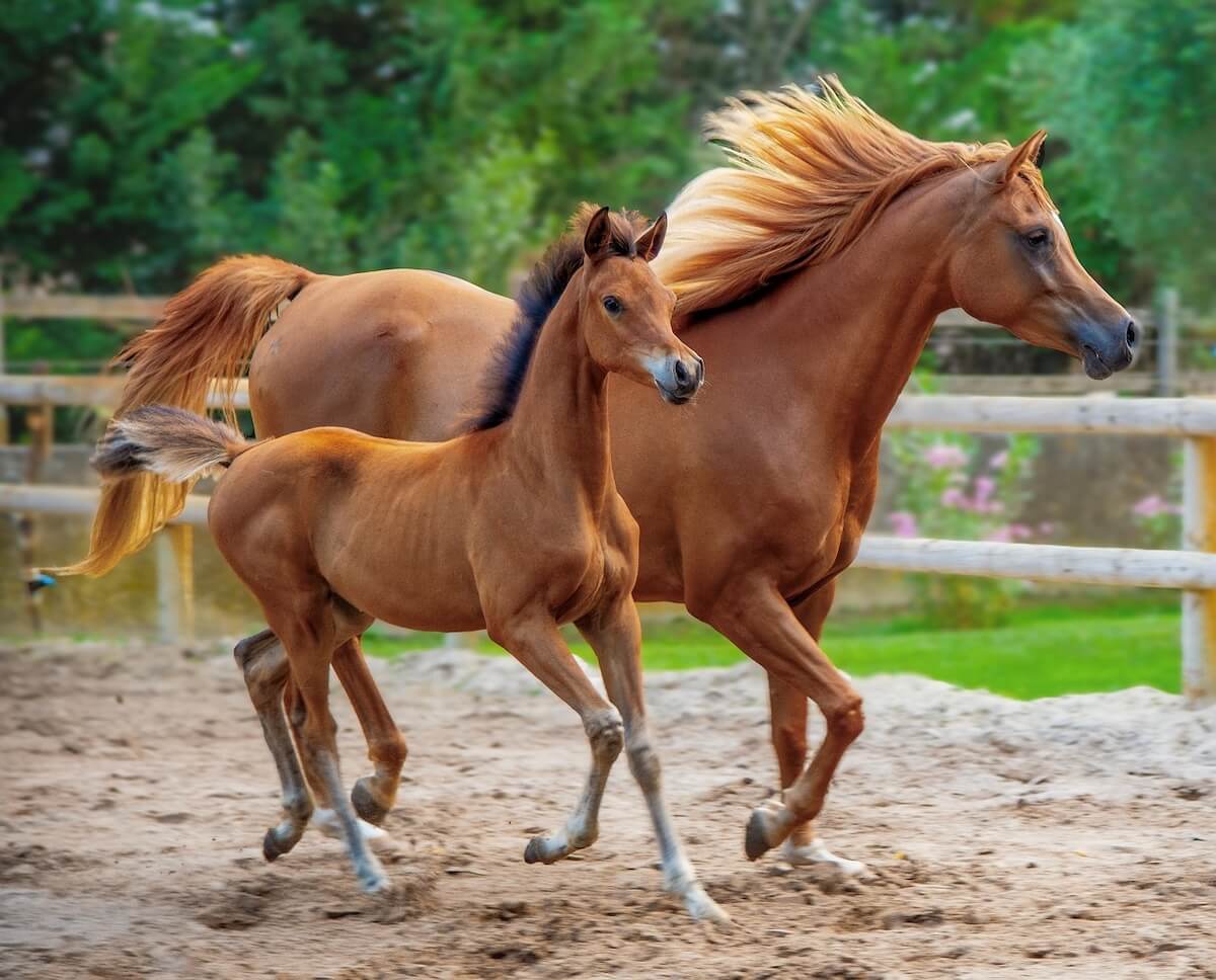 Arabian Horses for Sale | Buy the Perfect Arabian Horse