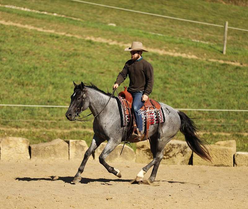 Blue Roan Quarter Horse Gelding - USA