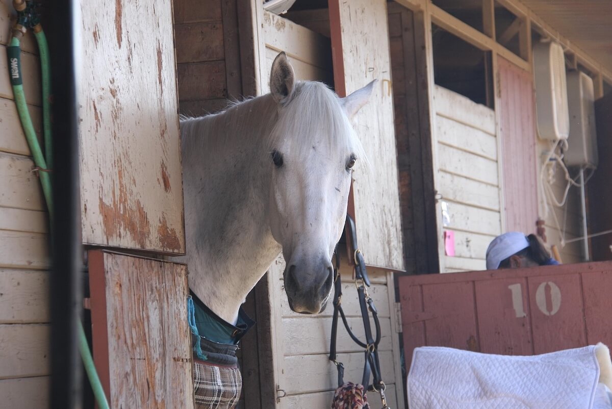 Checklist Before Buying a Horse | Essential Guide for First-Time Horse ...