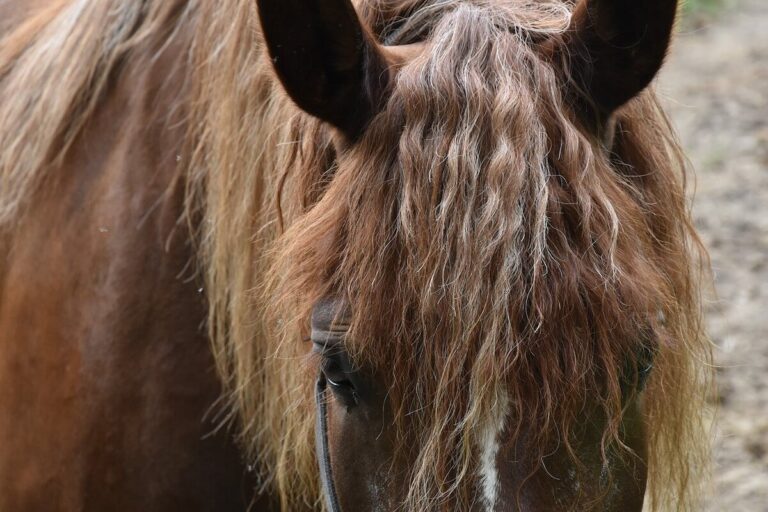 Types of Horses: Breeds, Sizes & Uses Explained