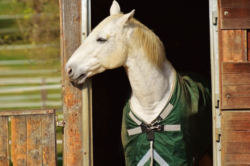 Horses for Sale Near Me – Find Local Horse | ForEquestrian