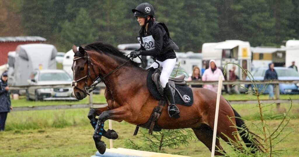 The Irish Draught horse