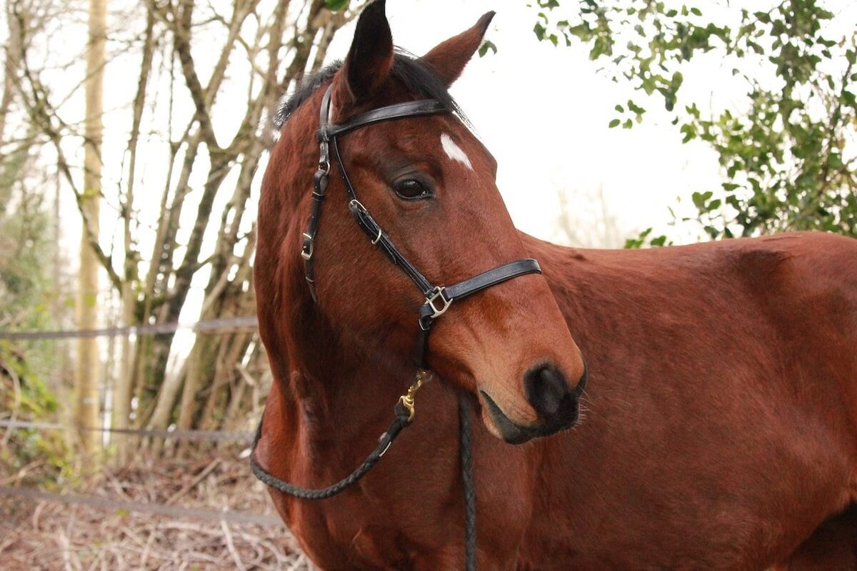 Horses for Sale Near Me – Find Local Horses | forequestrian.com