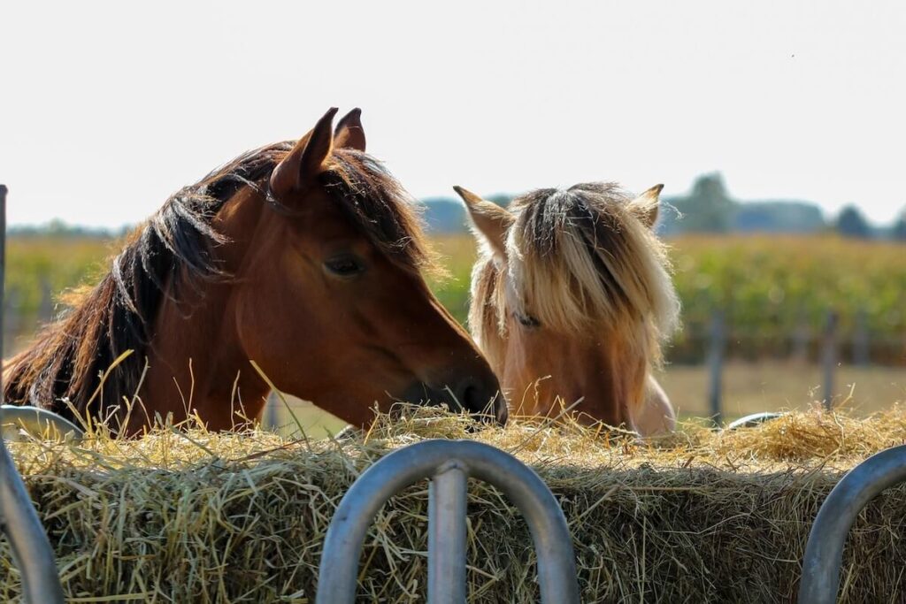 Checklist Before Buying a Horse | Essential Guide for First-Time Horse ...