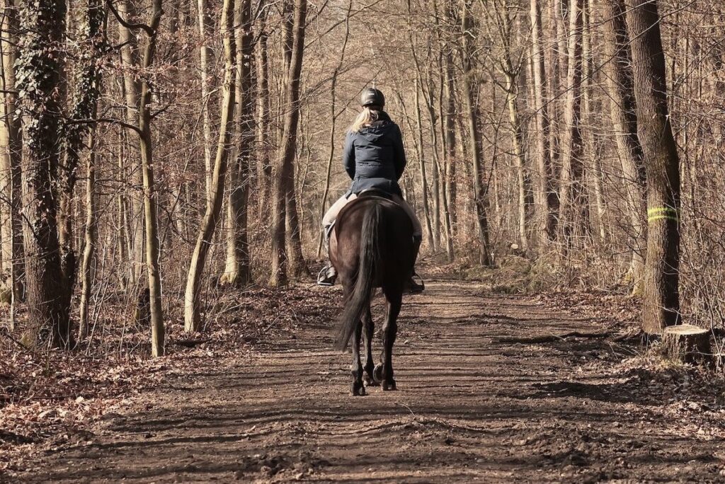 Horses for Sale Near Me – Find Local Horses | forequestrian.com