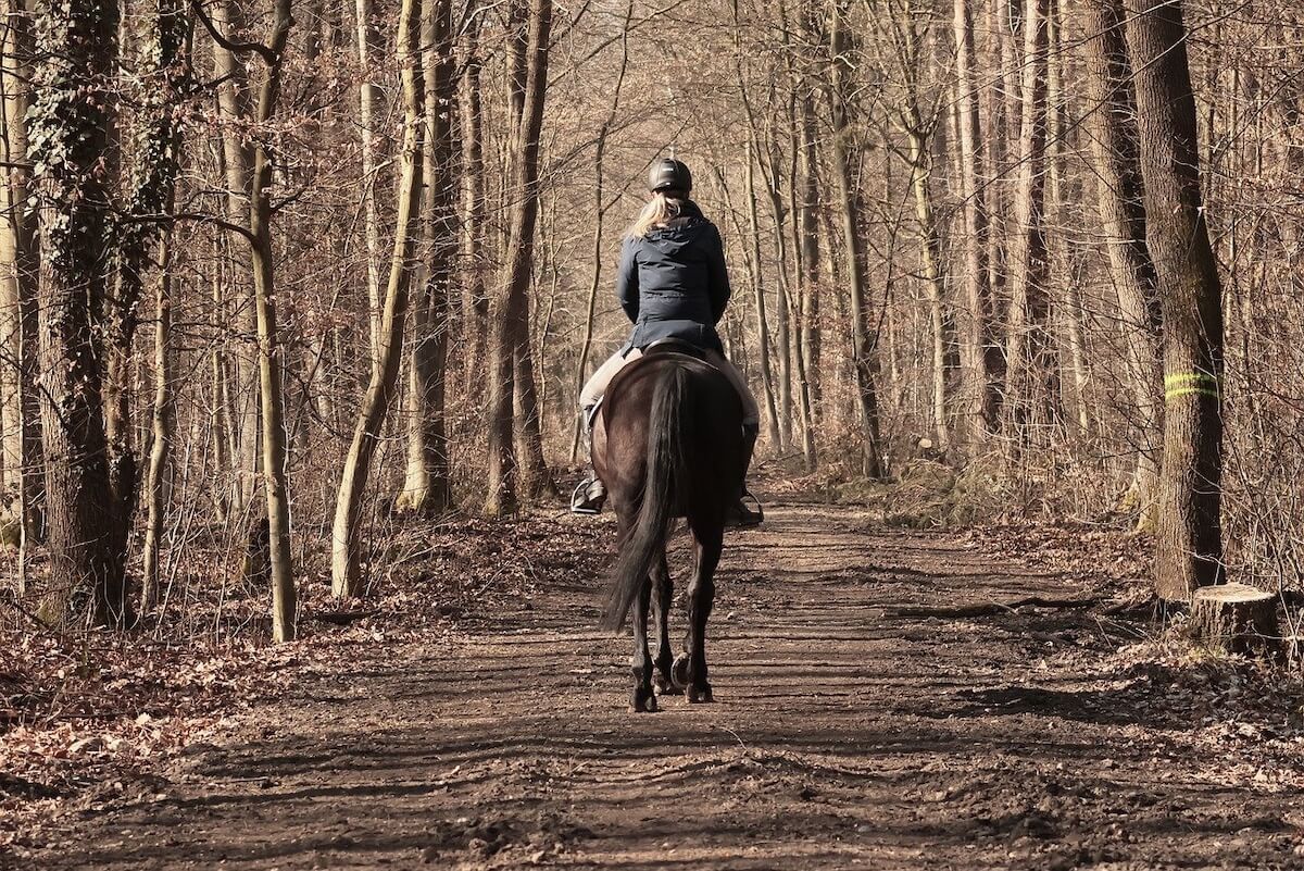 Horse Nutrition Guide – What to Feed Your Horse