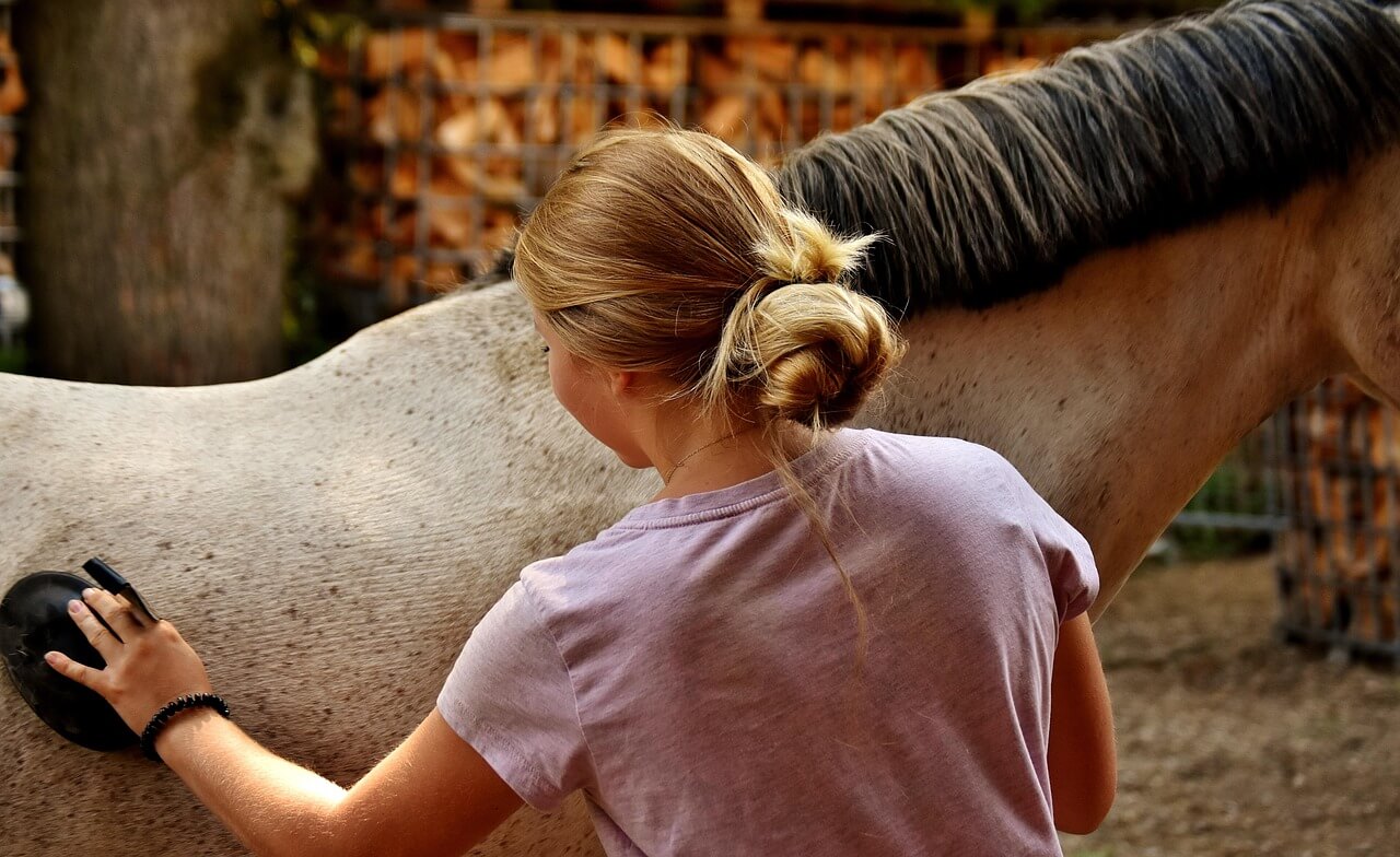 Checklist Before Buying a Horse | Essential Guide for First-Time Horse ...