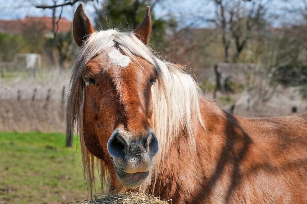 Horses for Sale Near Me – Find Local Horses | forequestrian.com