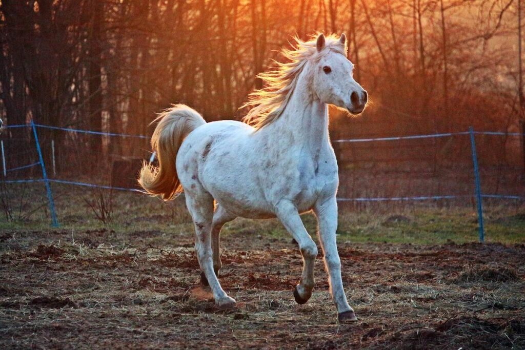 Types of Horses: Breeds, Sizes & Uses Explained