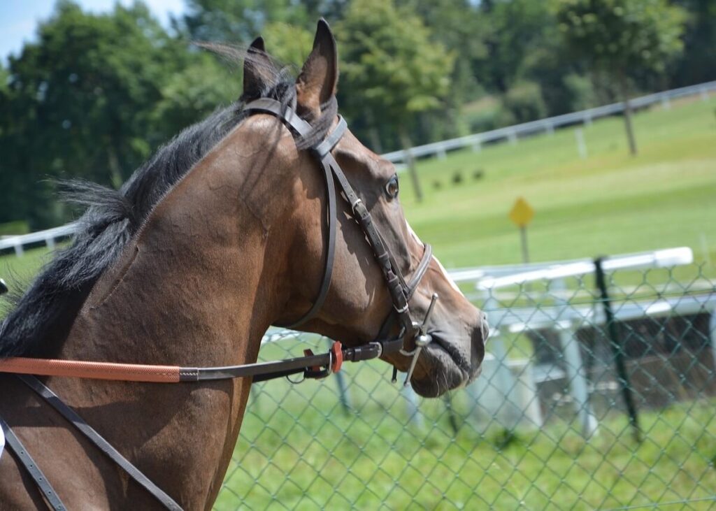 Horses for Sale Near Me – Find Local Horses | forequestrian.com