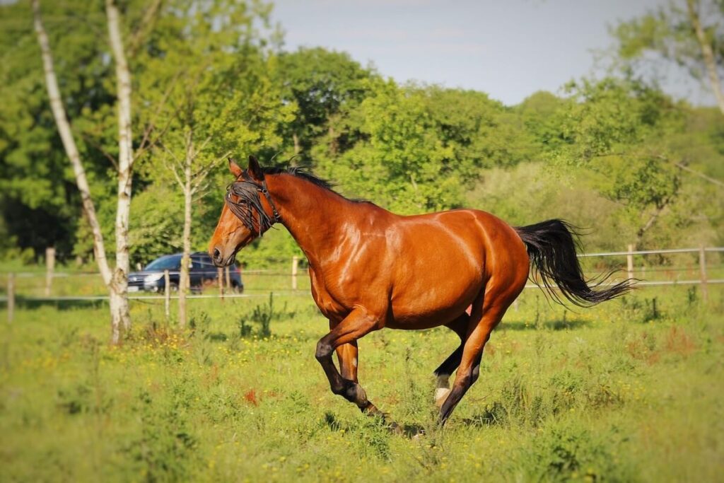 Horses for Sale Near Me – Find Local Horses | forequestrian.com