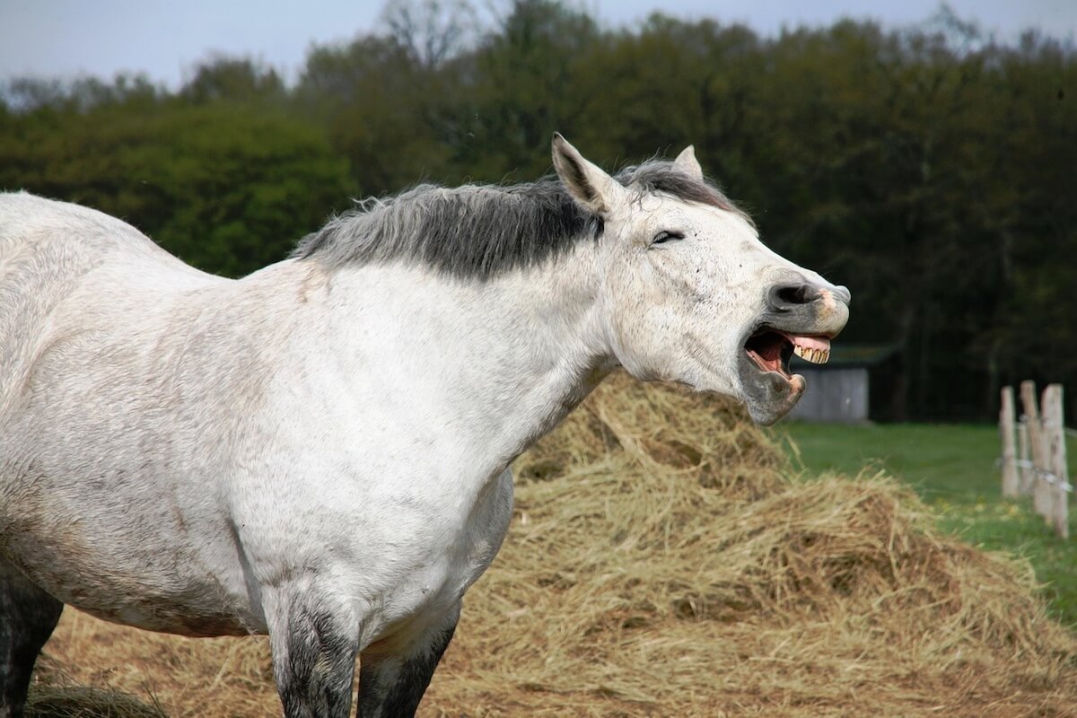 Horse forage analysis guide - For Equestrian - Horse Listings
