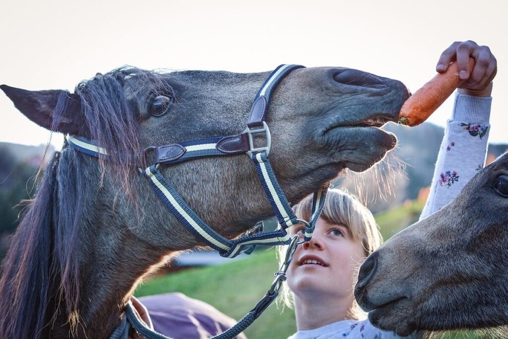 Positive Reinforcement Horse Training: A Modern Guide to Happier Horses