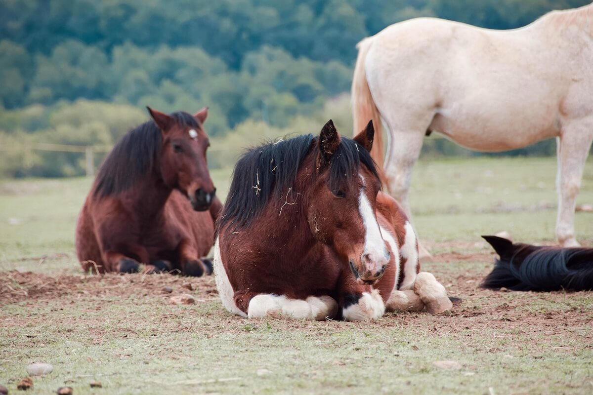 Types of Horses: Breeds, Sizes & Uses Explained