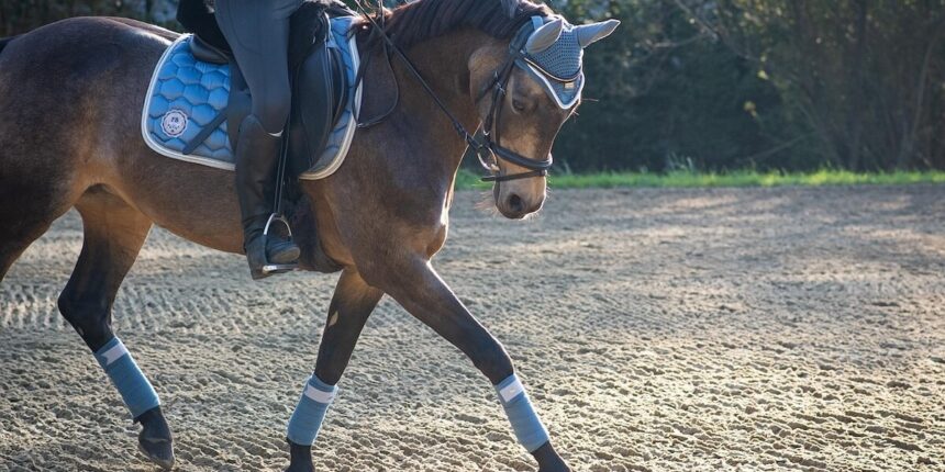 Improve Your Seat in the Saddle – Exercises for horse Riders