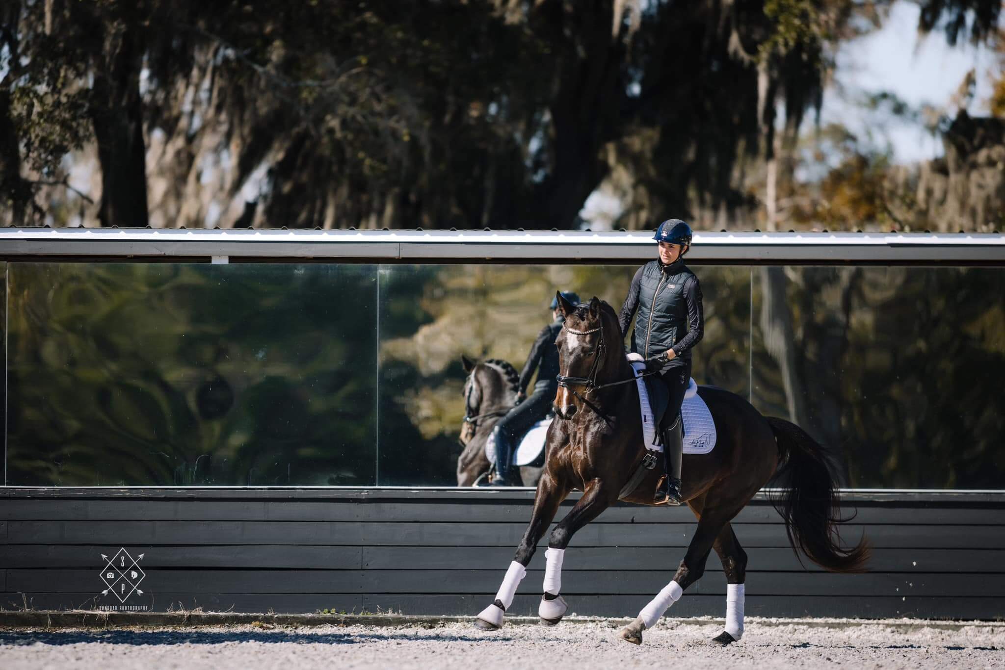 Anna Merritt Dressage Horses - Ocala United States