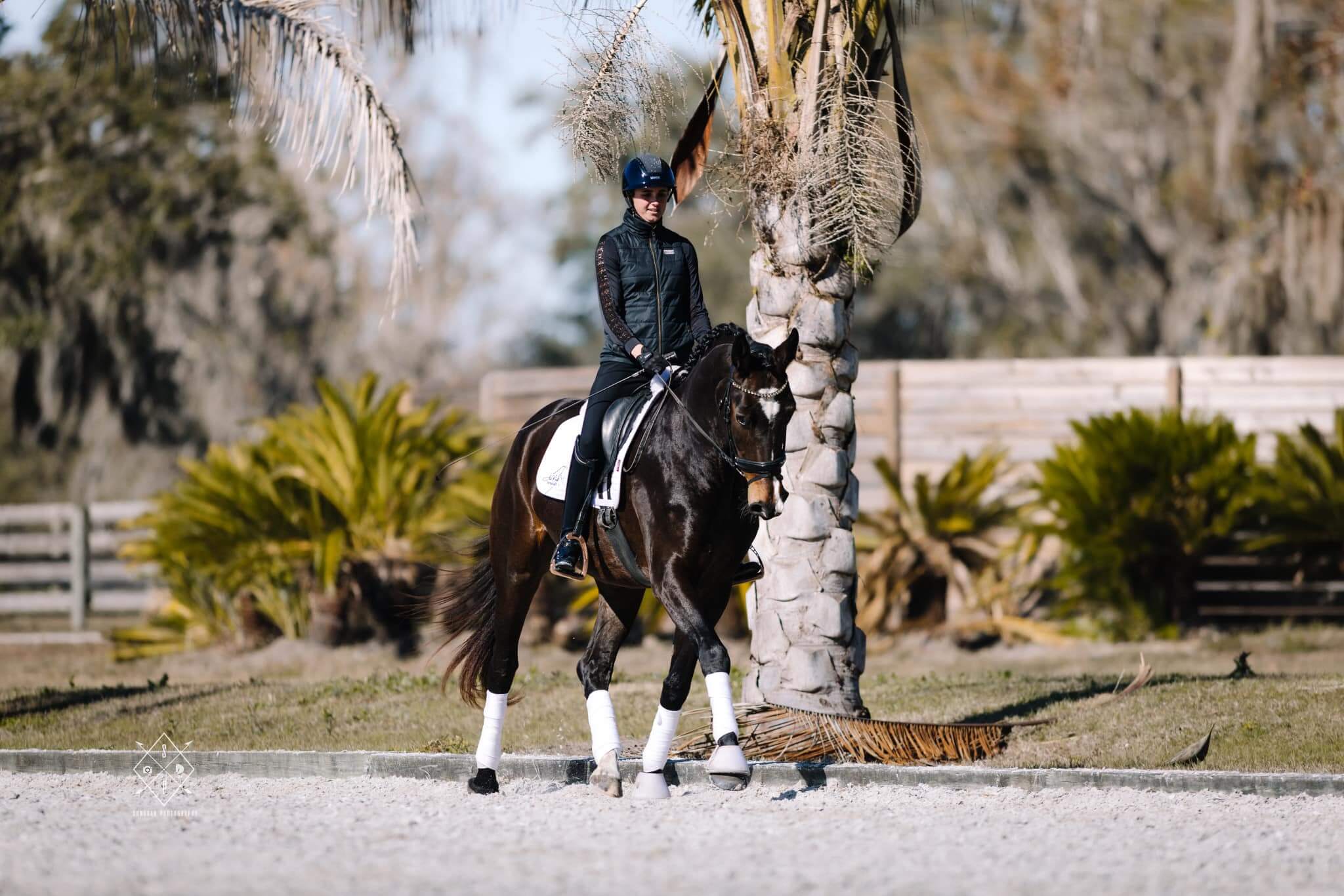 Anna Merritt Dressage Horses - Ocala United States