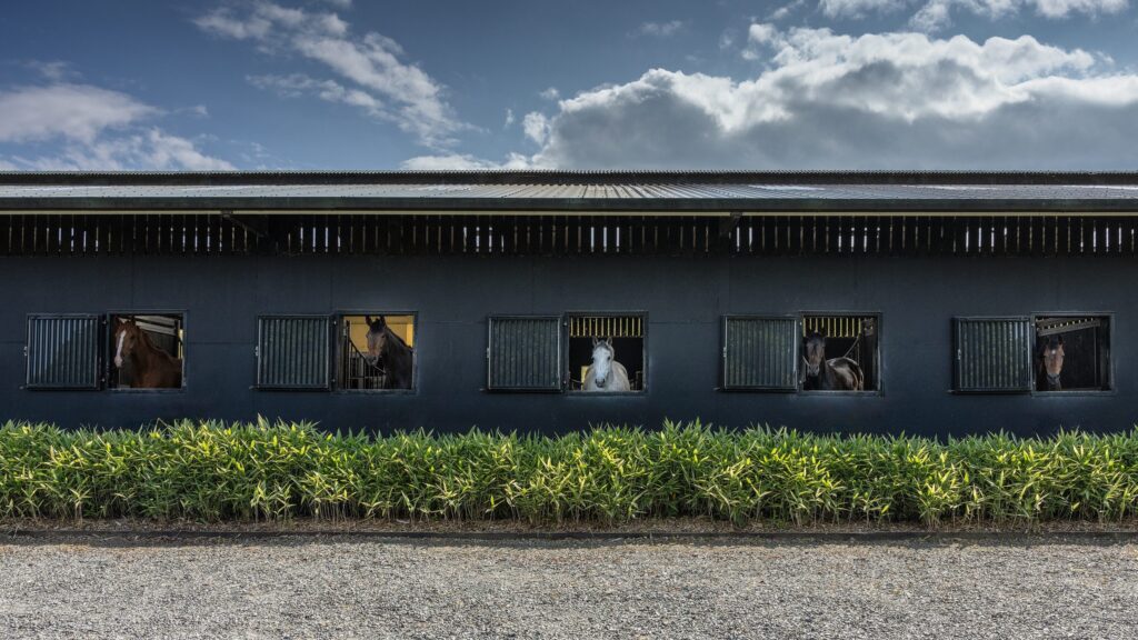 Ardeo Sport Horses Ireland | Quality Irish Sport Horses For Sale