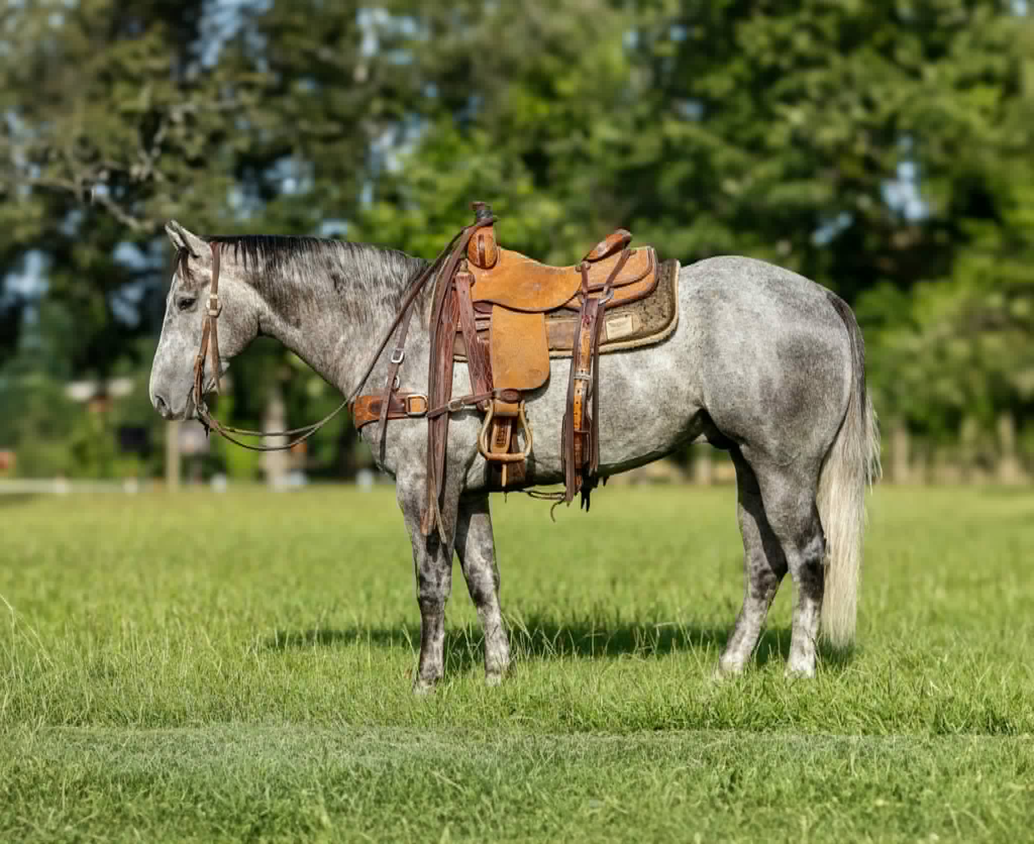 Versatile AQHA Gray Gelding for Sale – All Around Trail & Ranch Horse