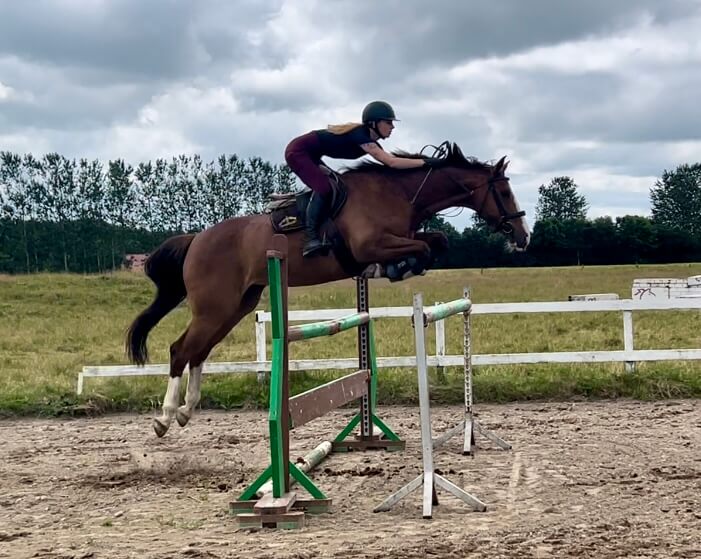 Stald Skjerk Nørgaard horses for sale Denmark