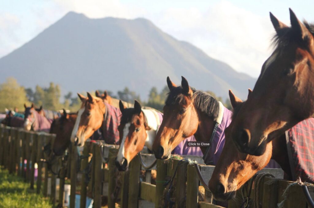 Weiti Sport Horses for sale New Zeeland