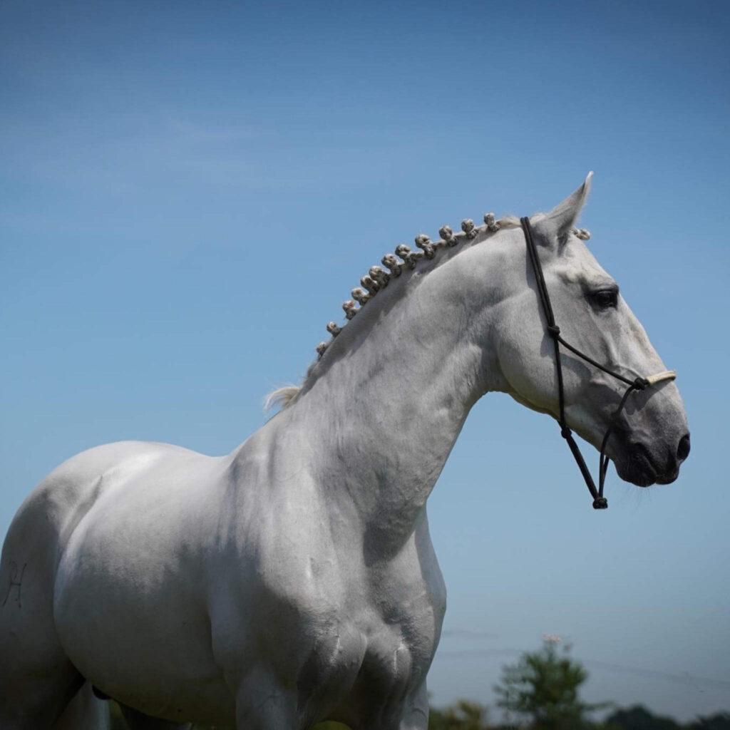 Troyan Stables in Belgium - Dressage horses for sale